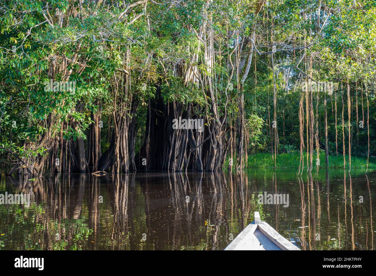 Typical landscape of the amazon Stock Photo - Alamy