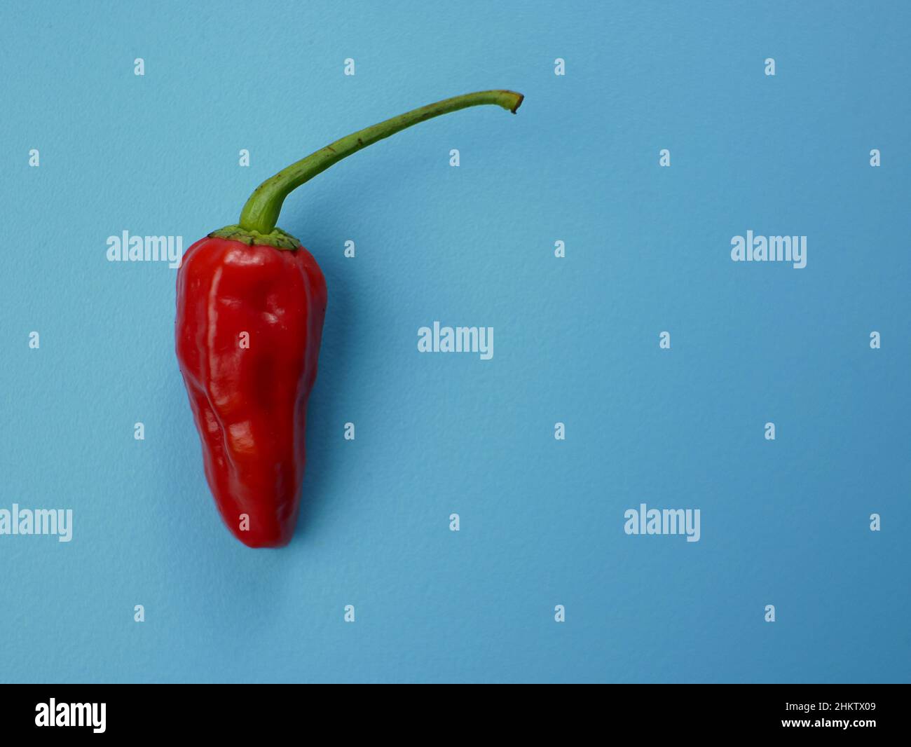 top view of red chili with blue background. suitable for seasoning and ...