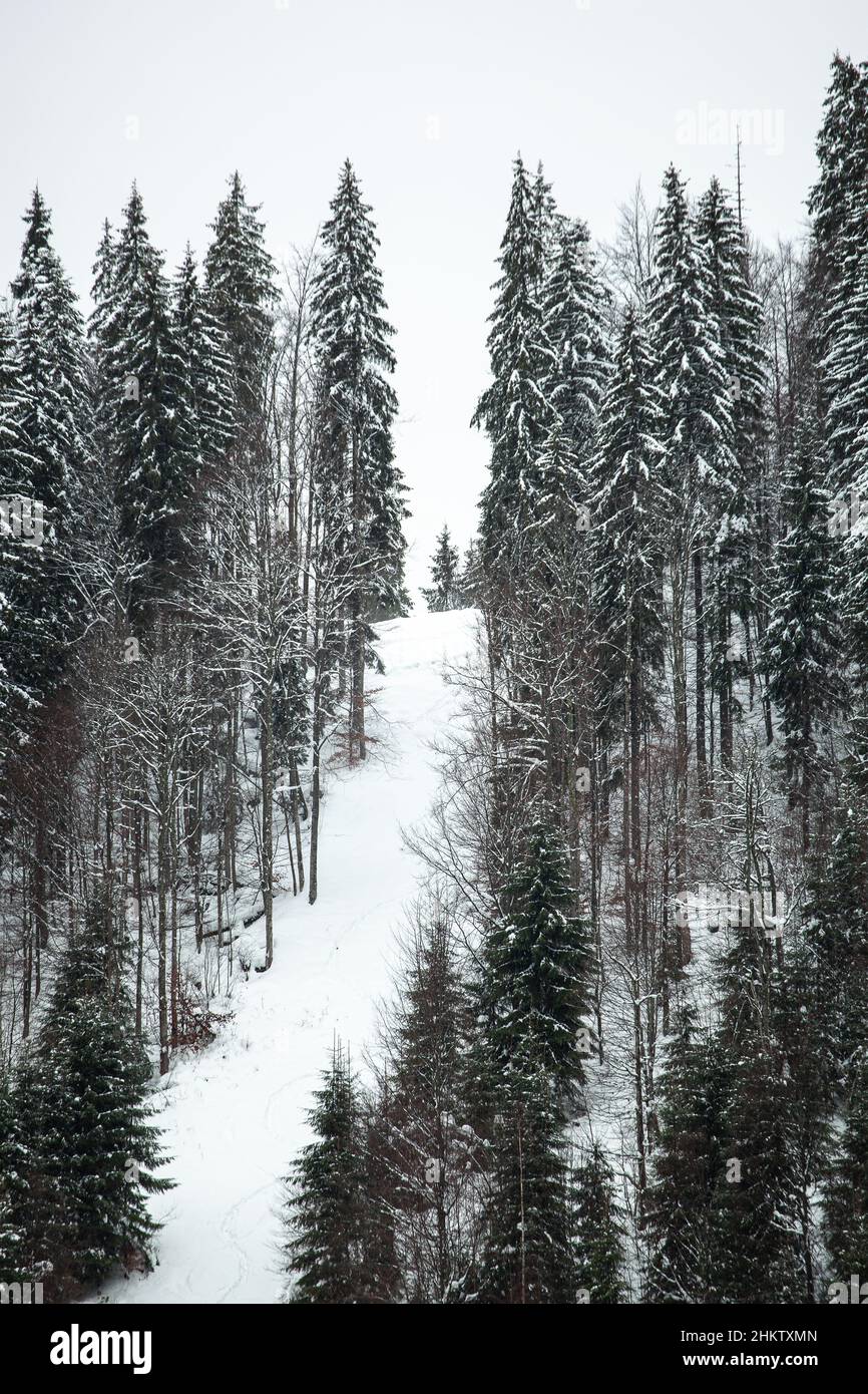 Pine trees covered with snow on the mountain slopes. Conifers in winter ...