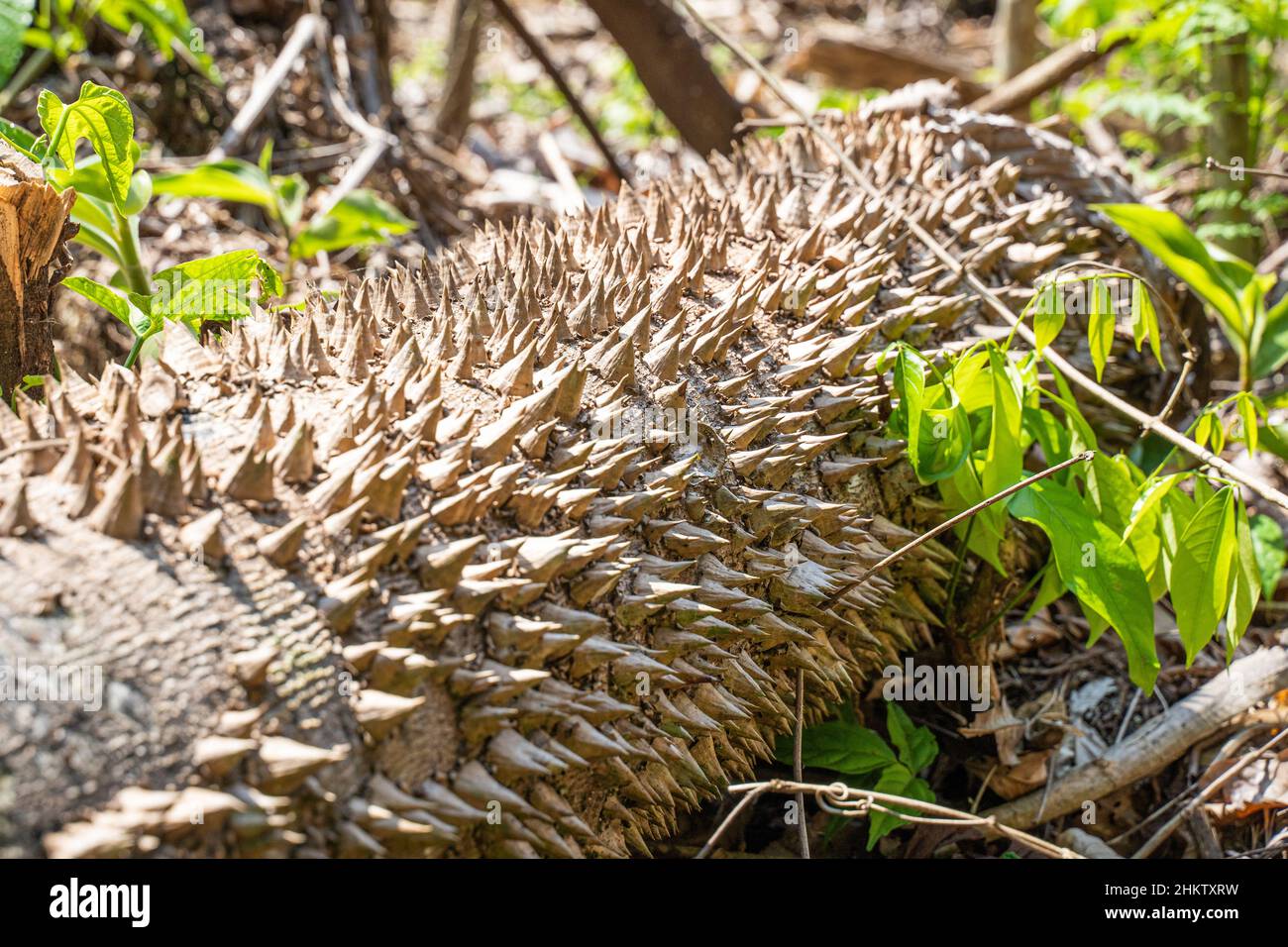 Tree trunk with thorns, amazon rainforest, puerto Nariño, Colombia ...