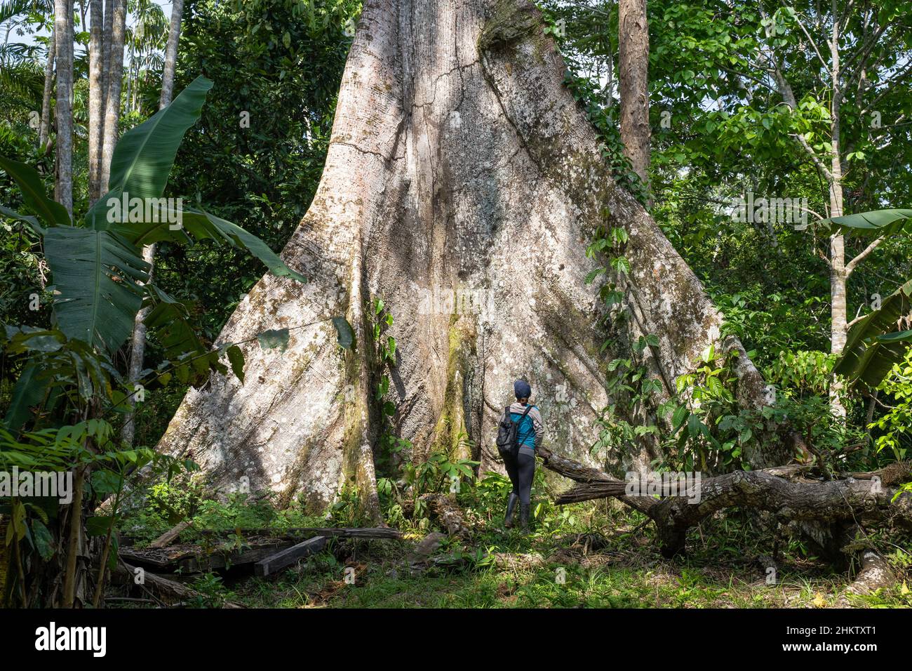 A ceiba, giant tree of the amazonian forest, near the village of Puerto ...