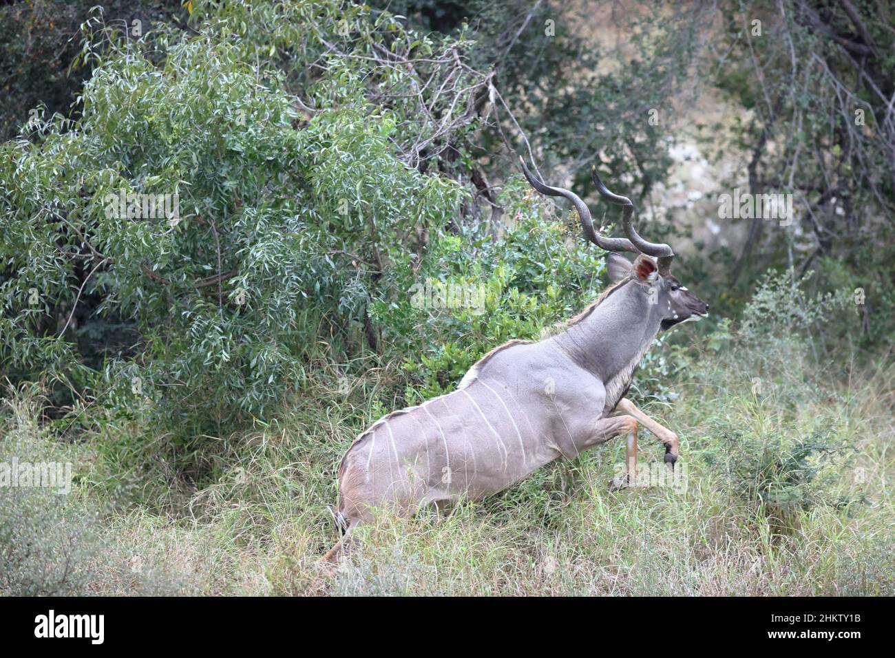 A view of a male kudu the running by thick bushes in Klaserie private ...