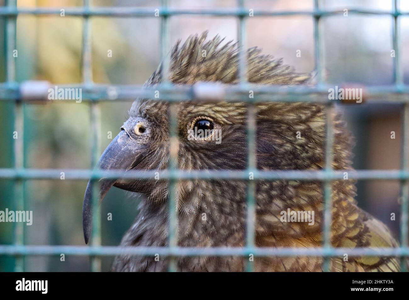 Fluffy little bird in the cage Stock Photo - Alamy