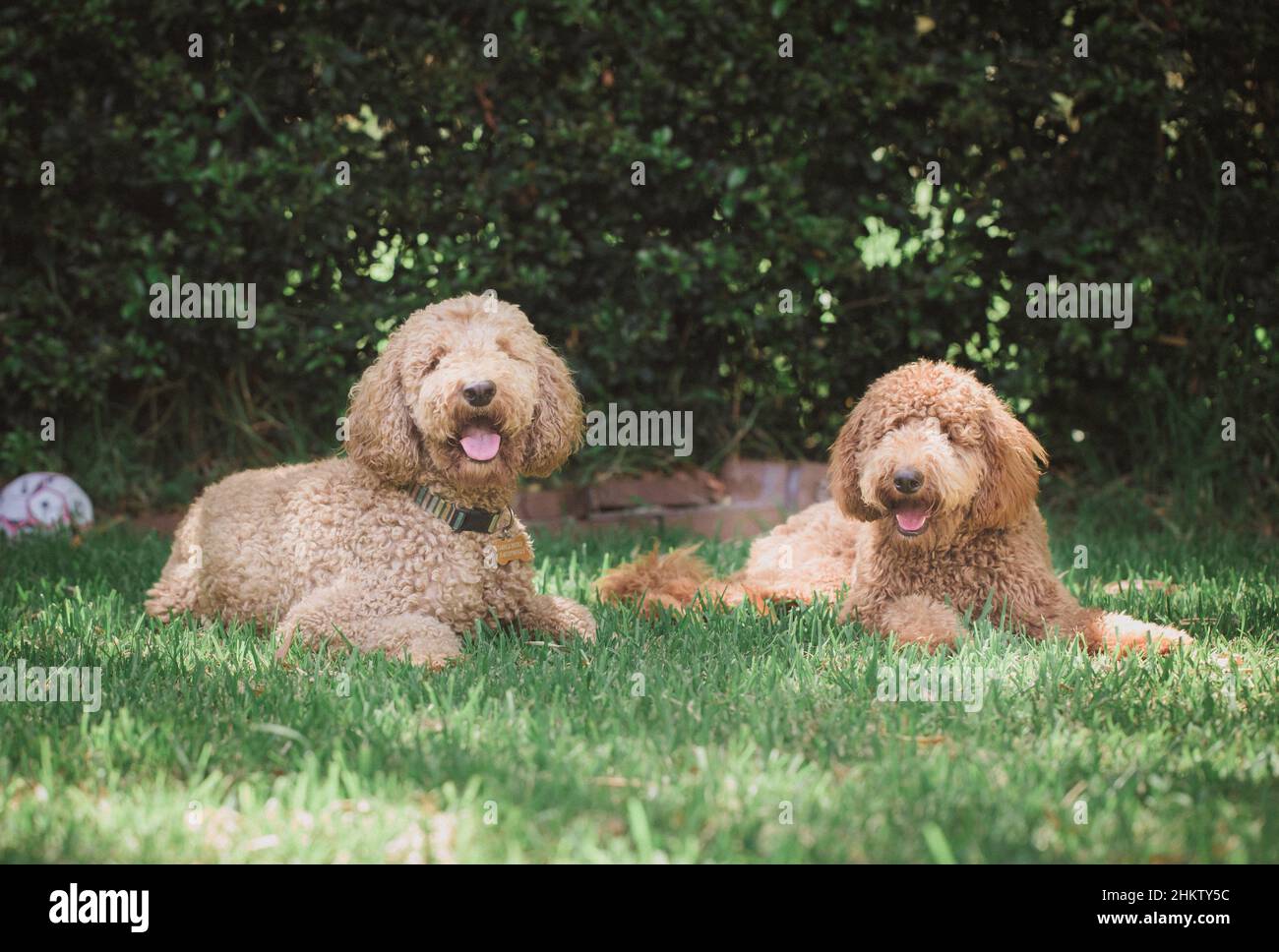 Beautiful shot of two Poodles laying on grass Stock Photo - Alamy