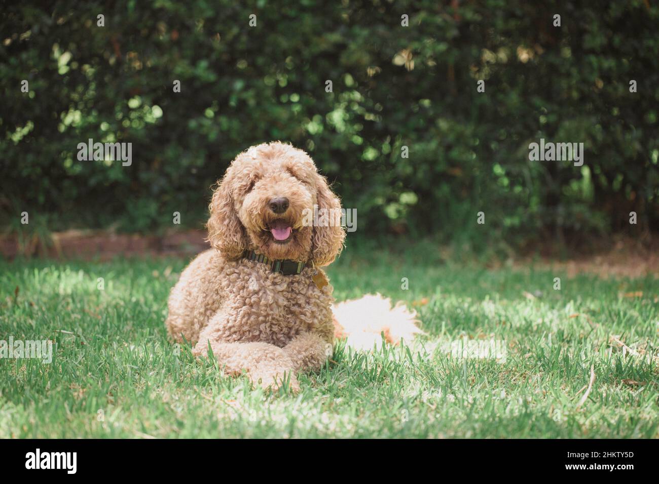 Beautiful shot of a Poodle laying on the grass Stock Photo - Alamy