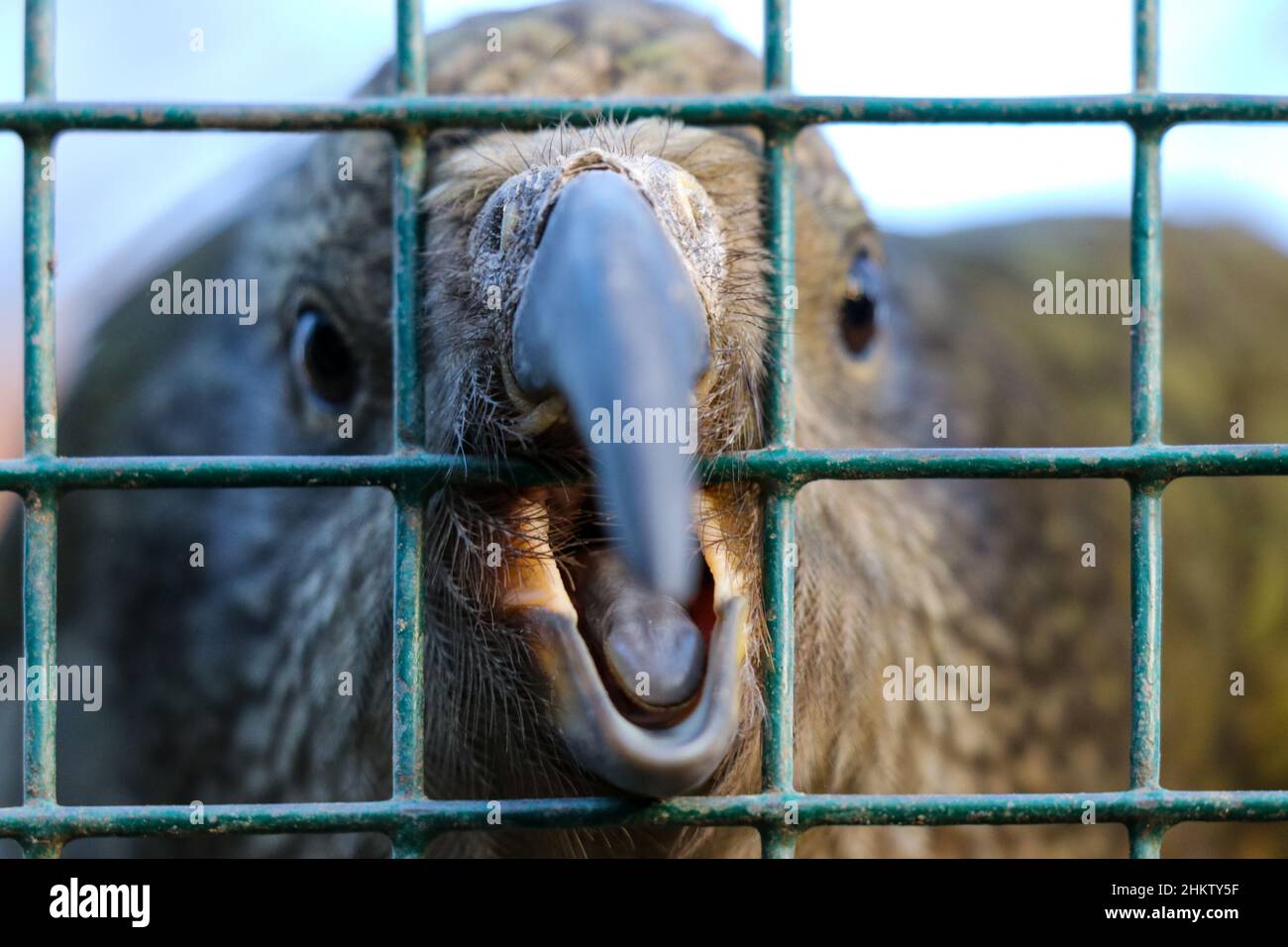 Closeup of a bird biting the cage Stock Photo - Alamy
