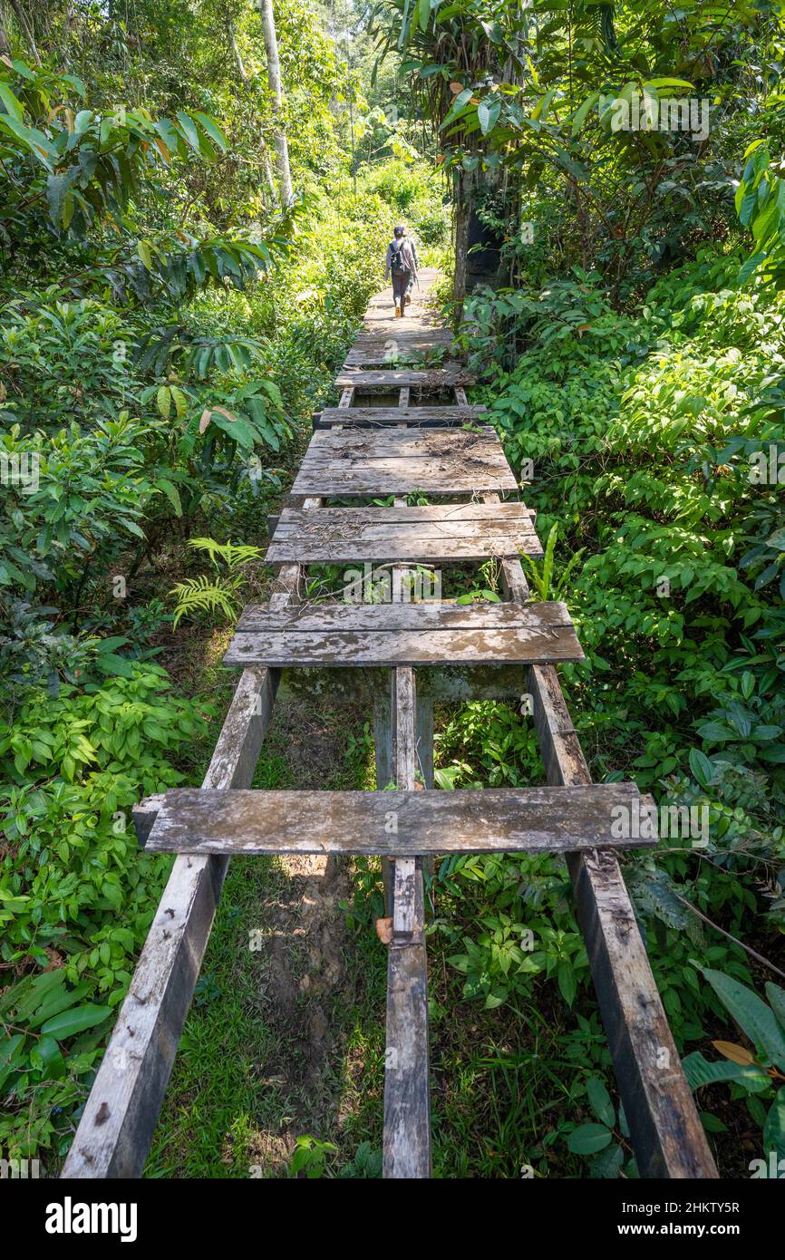 Dangerous pathway jungle hi-res stock photography and images - Alamy