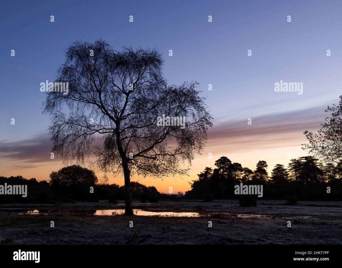 Reflections in a New Forest pond at dawn Stock Photo - Alamy