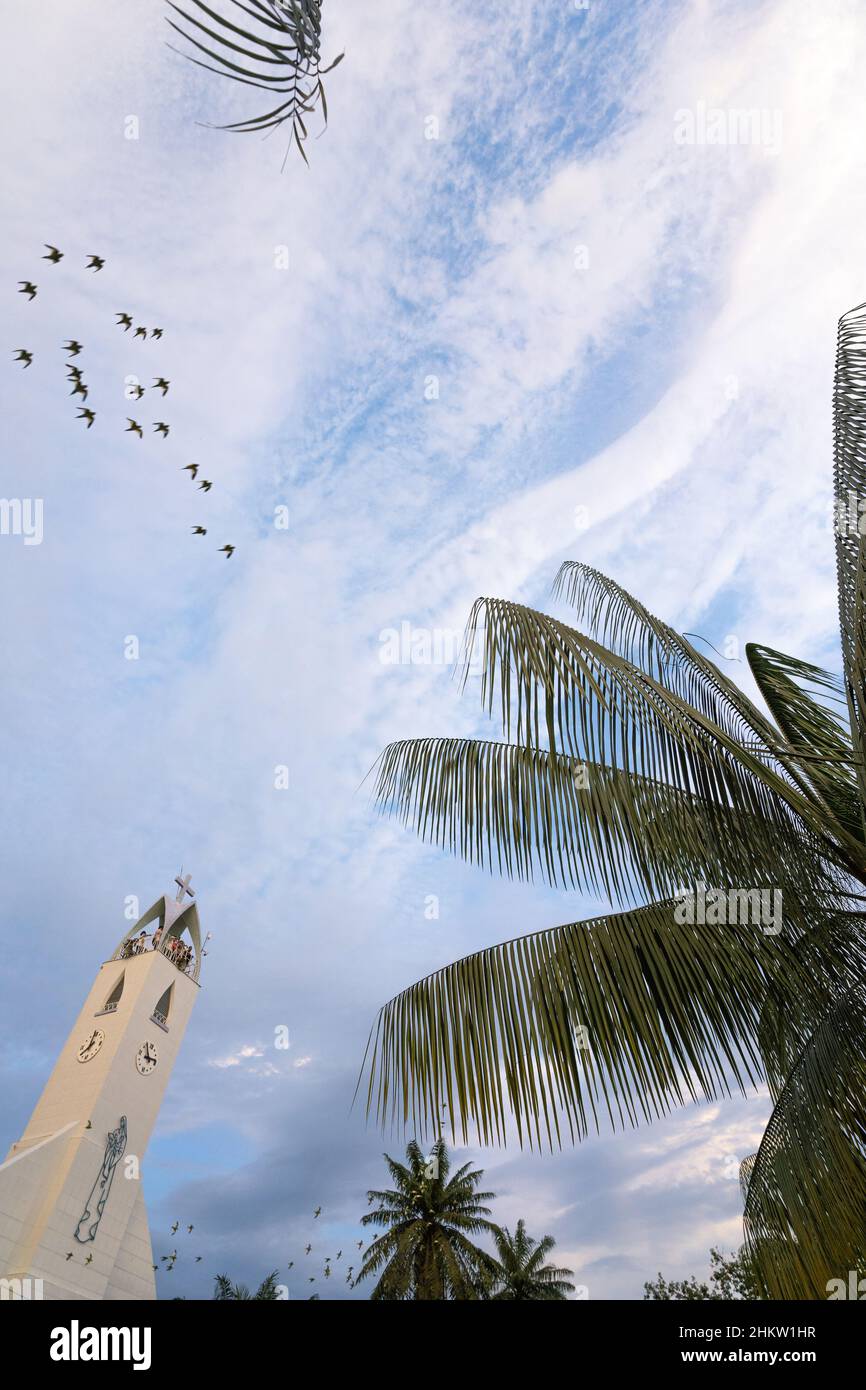 flight of birds (green parrots) at the end of the day at leticia ...