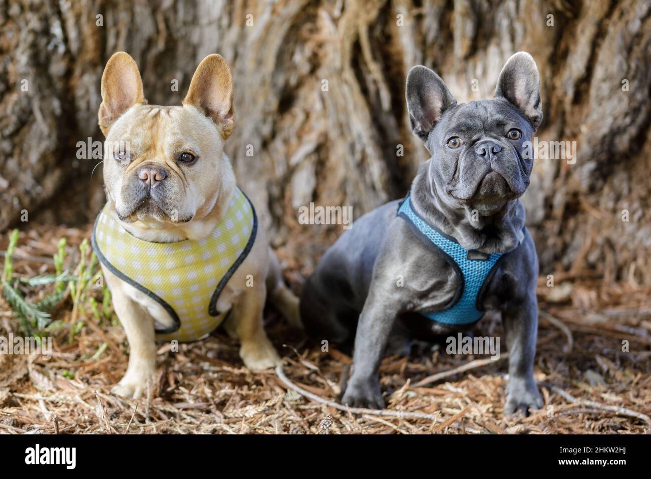 Red tan (left) and blue Isabella (right) Frenchie buddies. Off-leash ...