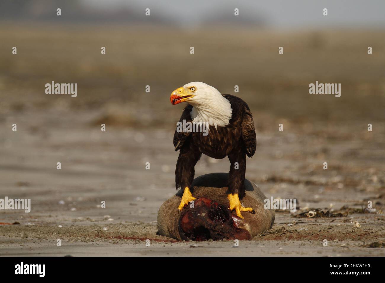A Bald Eagle (Haliaeetus leucocephalus) eating the bloody remains of a ...
