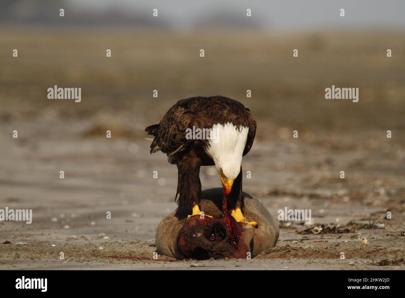 A Bald Eagle (Haliaeetus leucocephalus) eating and ripping the flesh ...