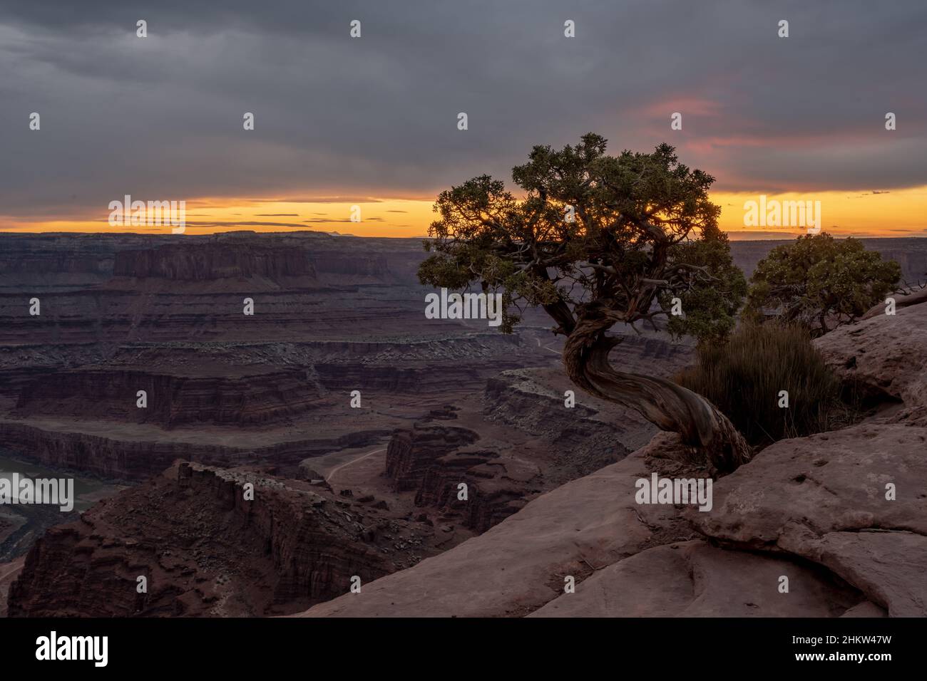 Juniper Tree Over Looks The Colorado River In Canyonlands National Park ...