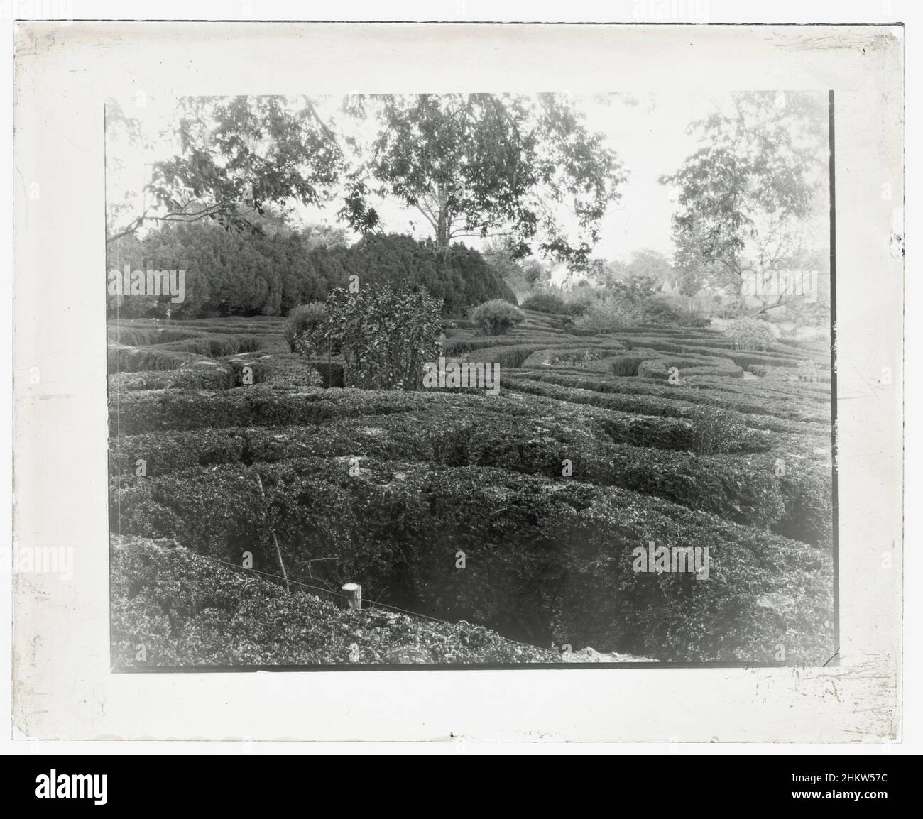 Boxwood maze hi-res stock photography and images - Alamy