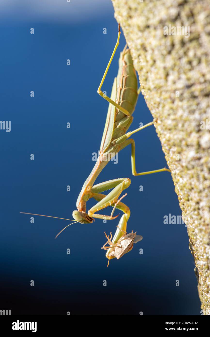 Arizona Mantis (Stagmomantis limbata Stock Photo - Alamy