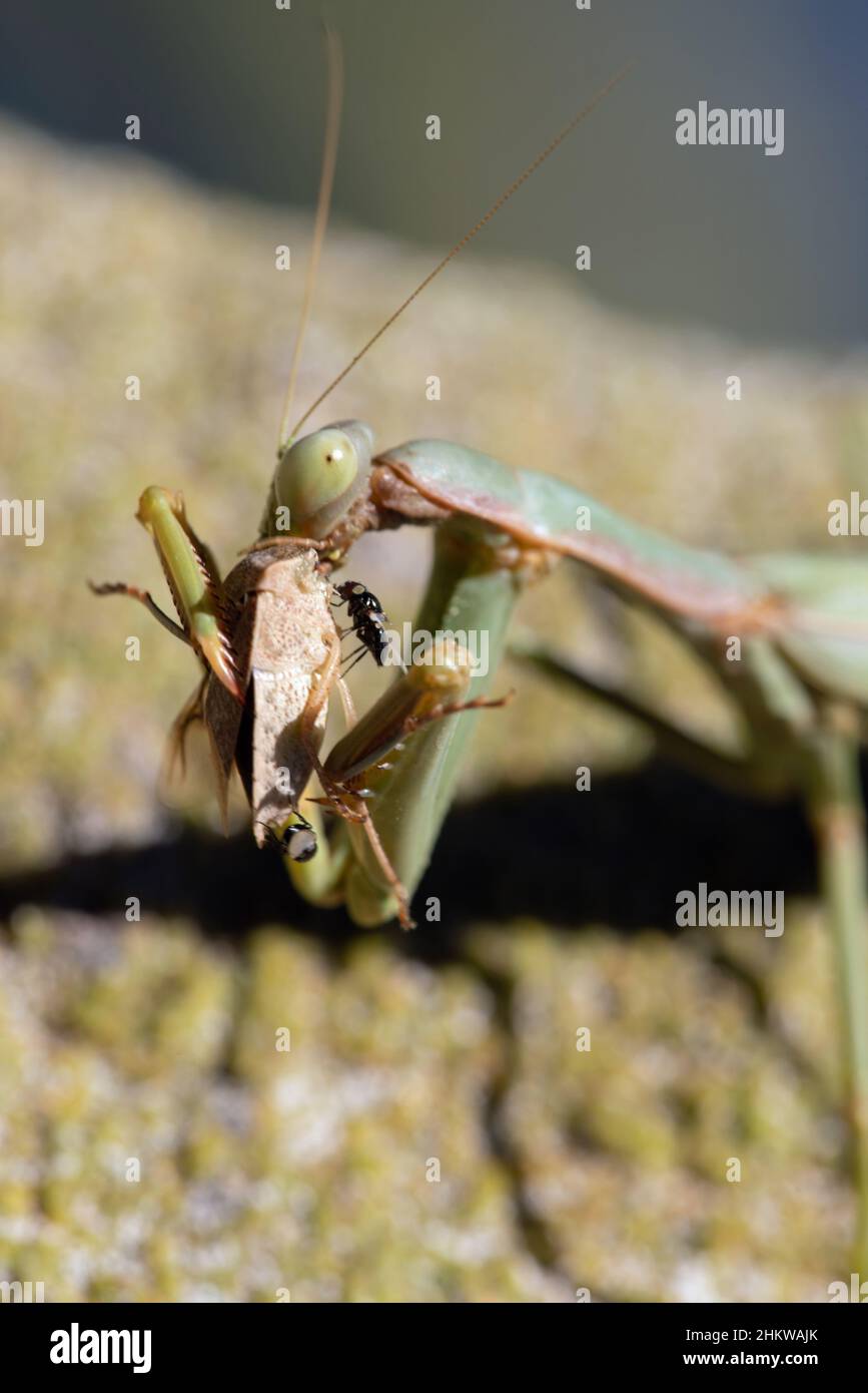 Limbata hi-res stock photography and images - Alamy