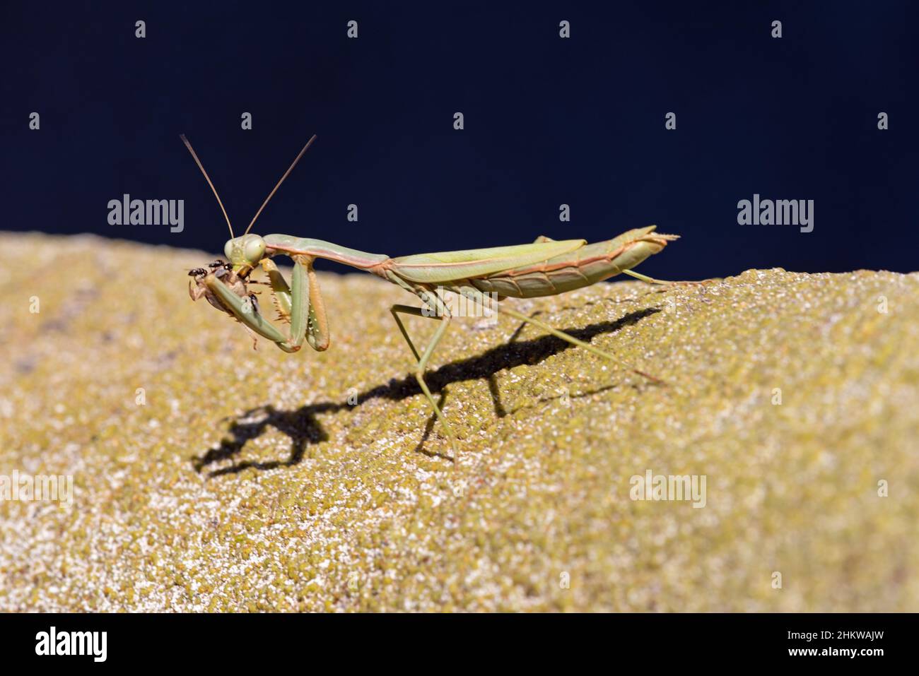 Arizona Mantis (Stagmomantis limbata Stock Photo - Alamy