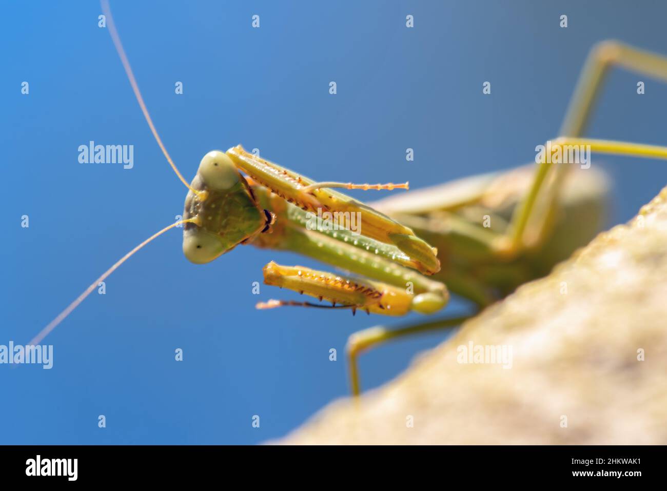 Arizona praying mantis hi-res stock photography and images - Alamy