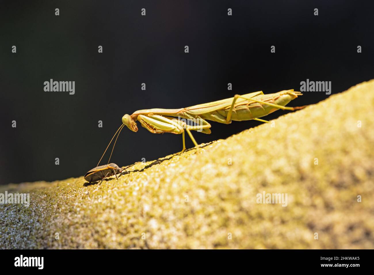 Arizona Mantis (Stagmomantis limbata Stock Photo - Alamy