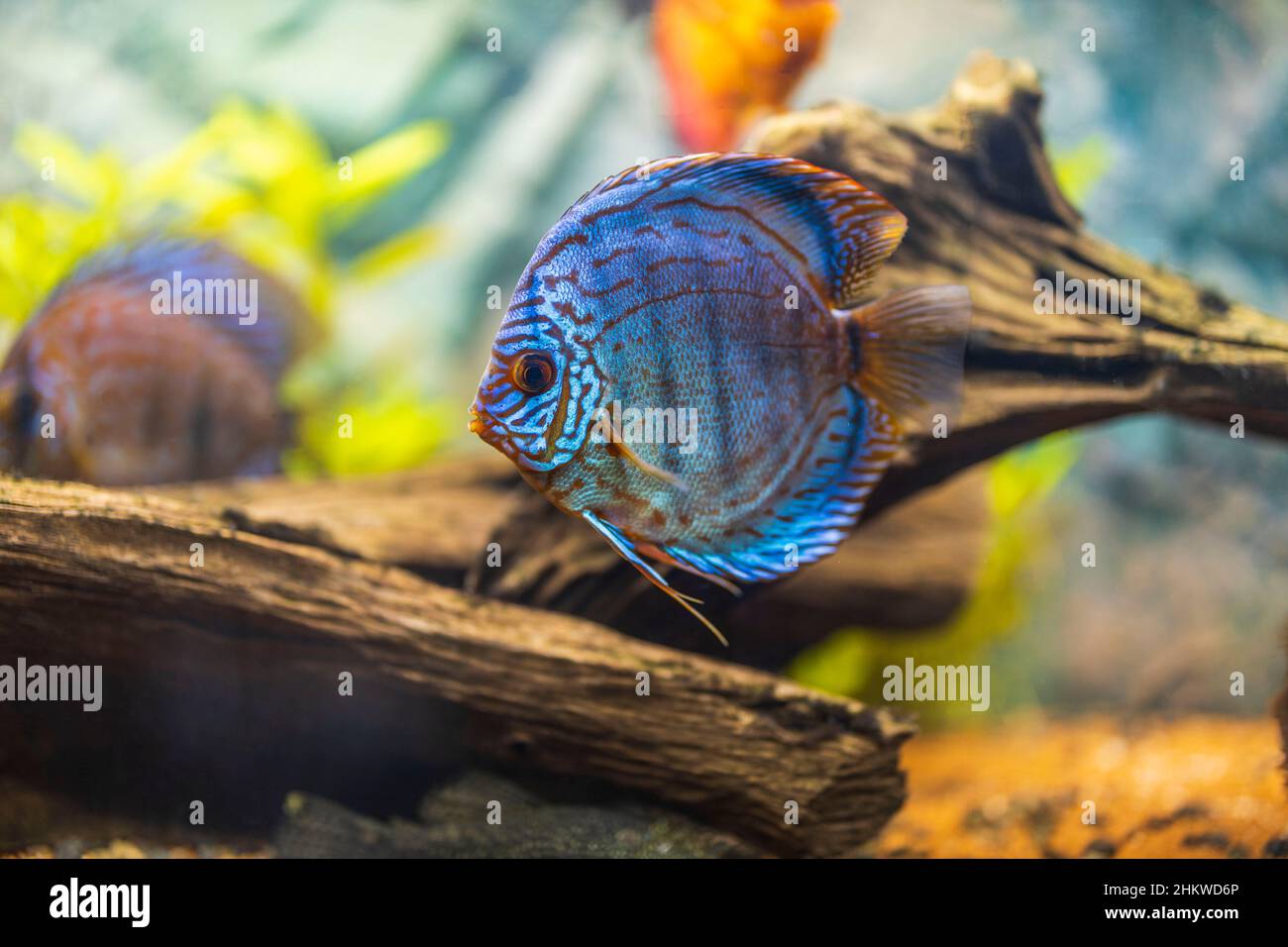 Close up view of gorgeous tiger Turks discus aquarium fish. Sweden ...