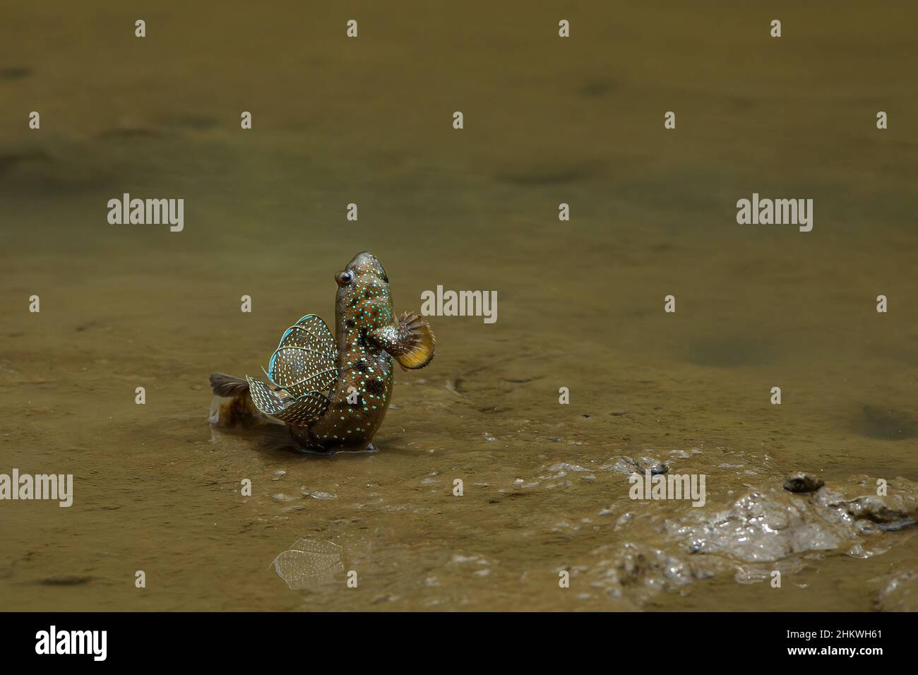 Blue spotted mudskipper in Singapore Stock Photo - Alamy