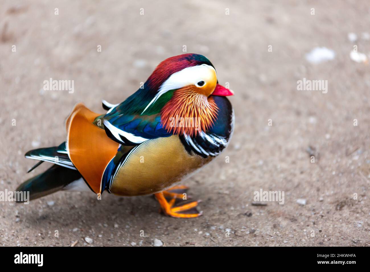 Close-up top view of a male mandarin duck standing on the ground Stock ...