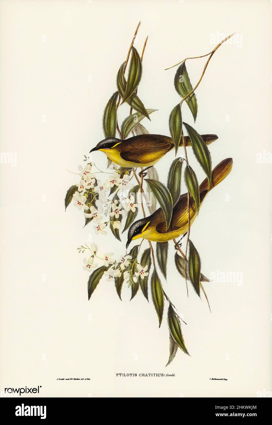 Australian wattle drawing hi-res stock photography and images - Alamy