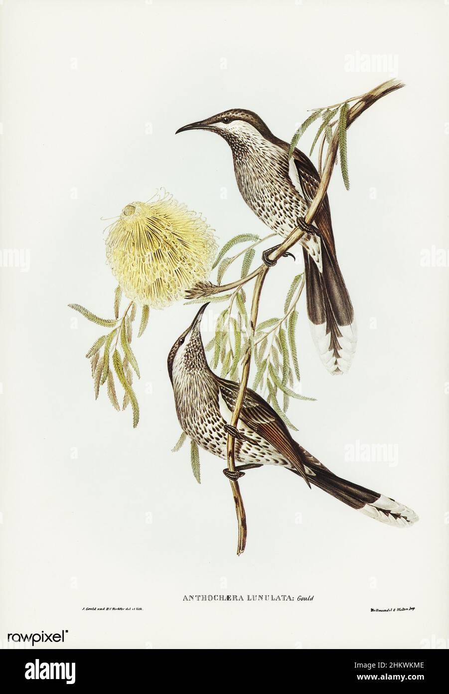 Australian wattle drawing hi-res stock photography and images - Alamy