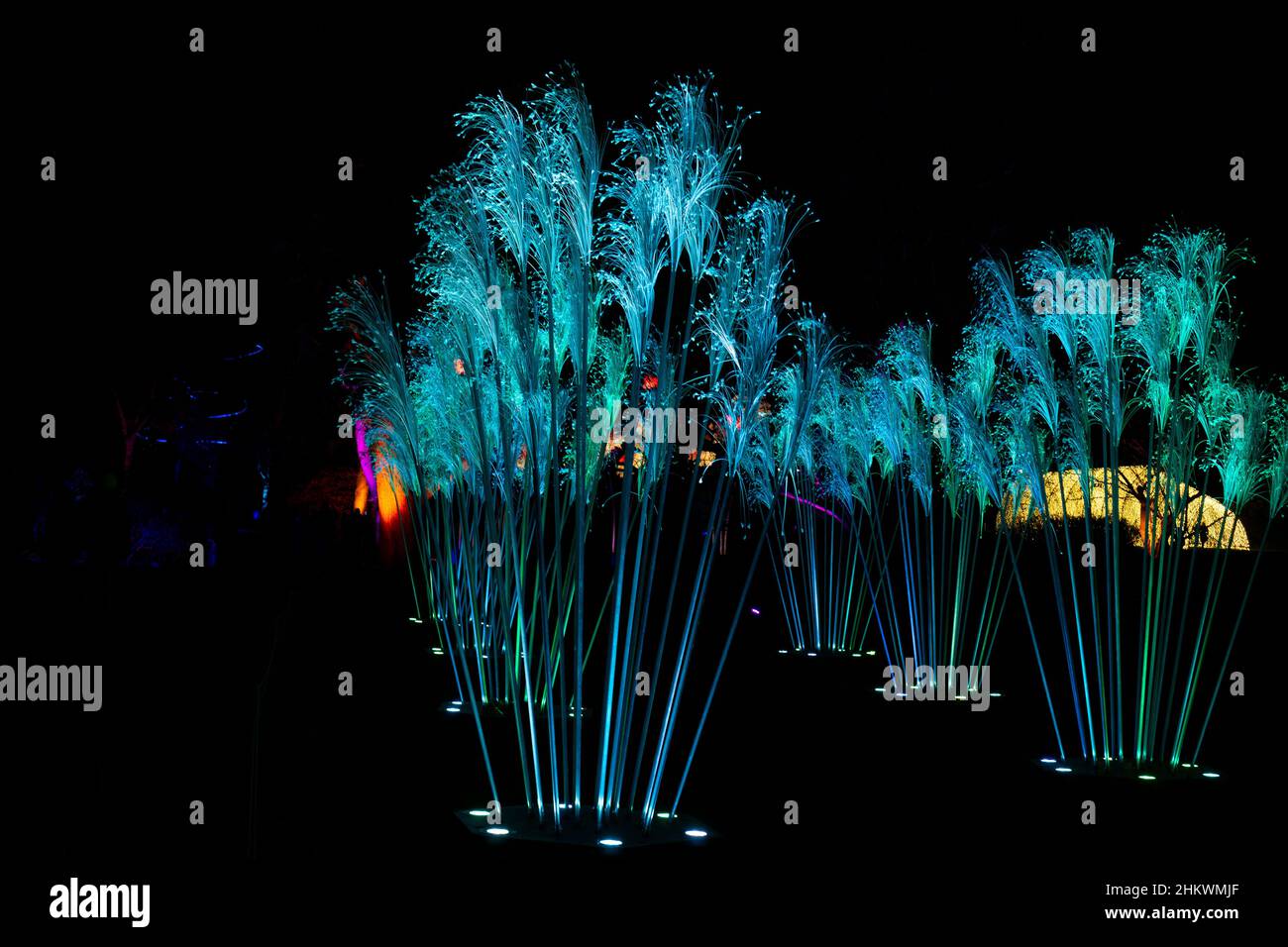 Group of wild dry fluffy grass illuminated by colors of bright light ...