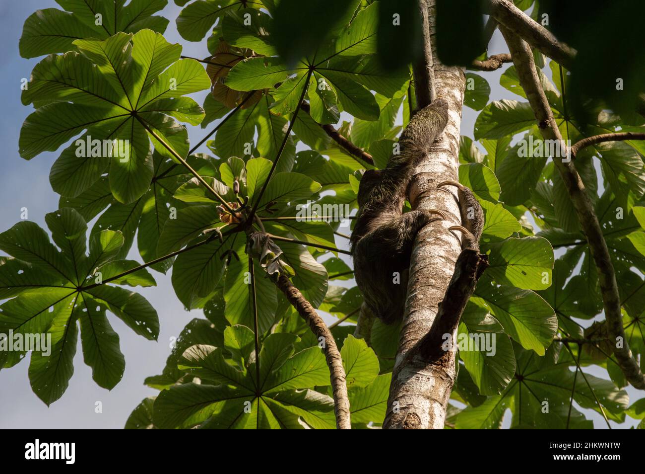 Sloth animal sun hi-res stock photography and images - Alamy