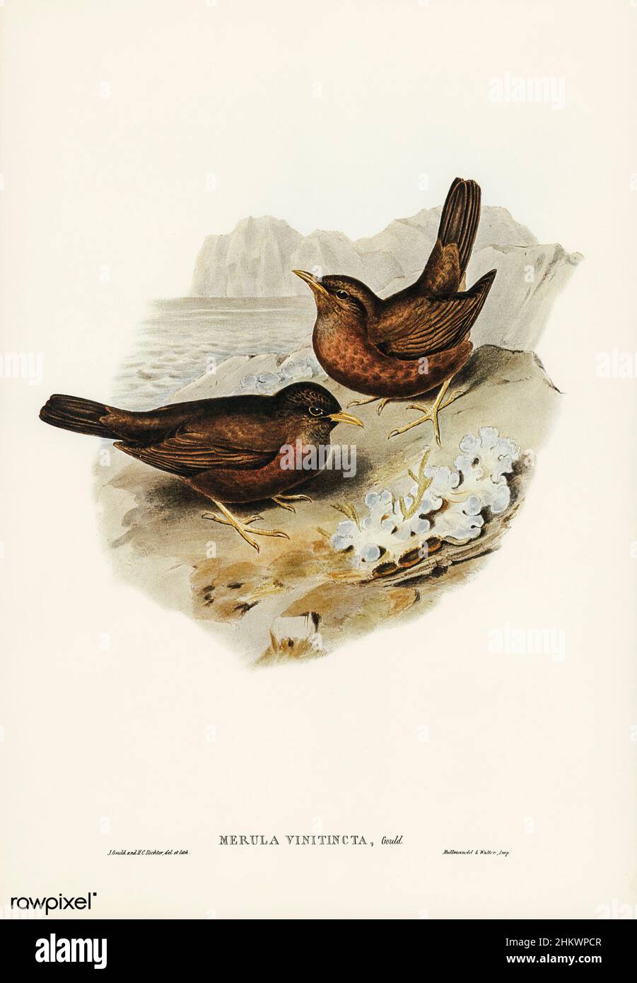 Lord howe thrush hi-res stock photography and images - Alamy