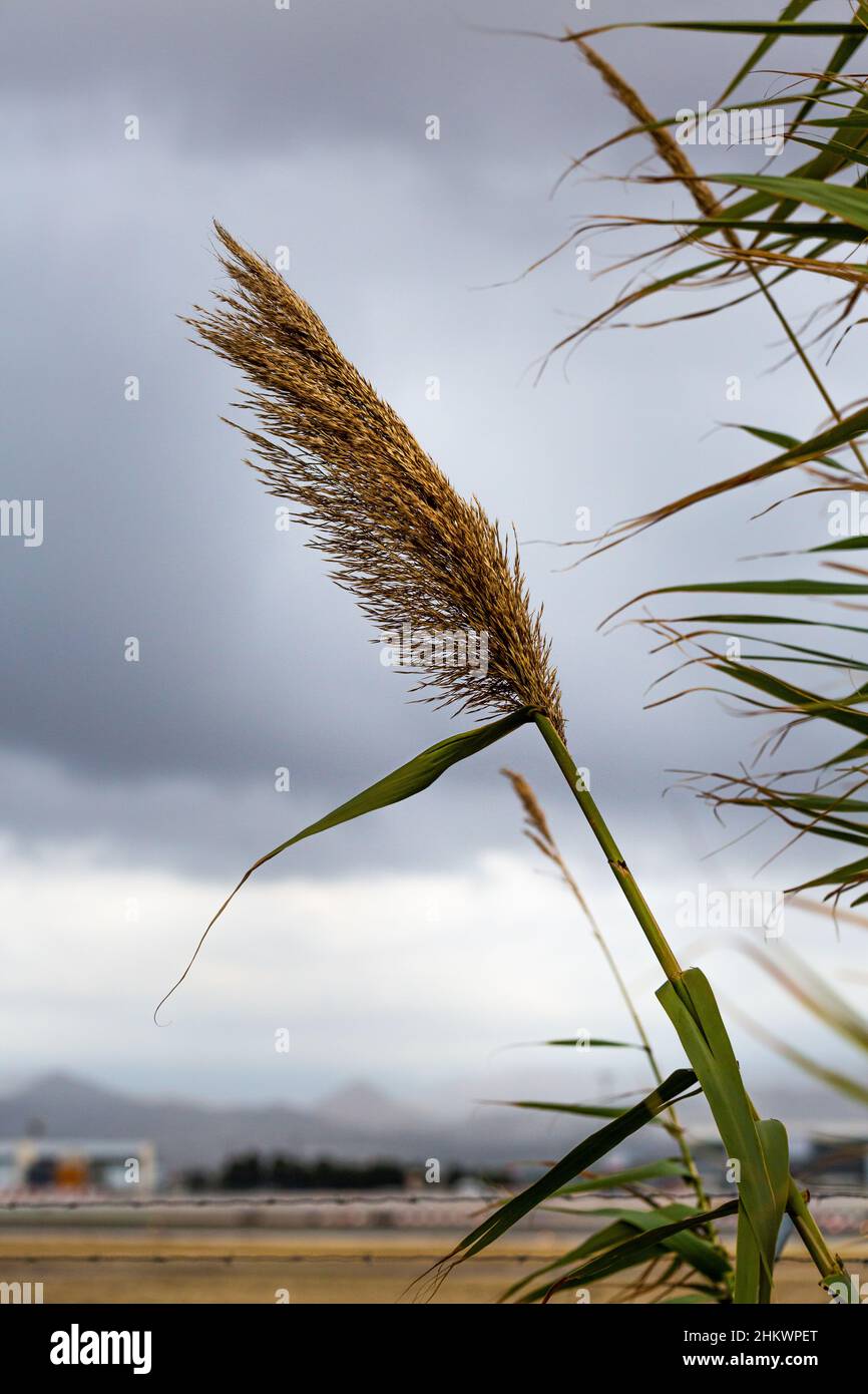 Beautiful view of common reed in the field in Spain Stock Photo - Alamy