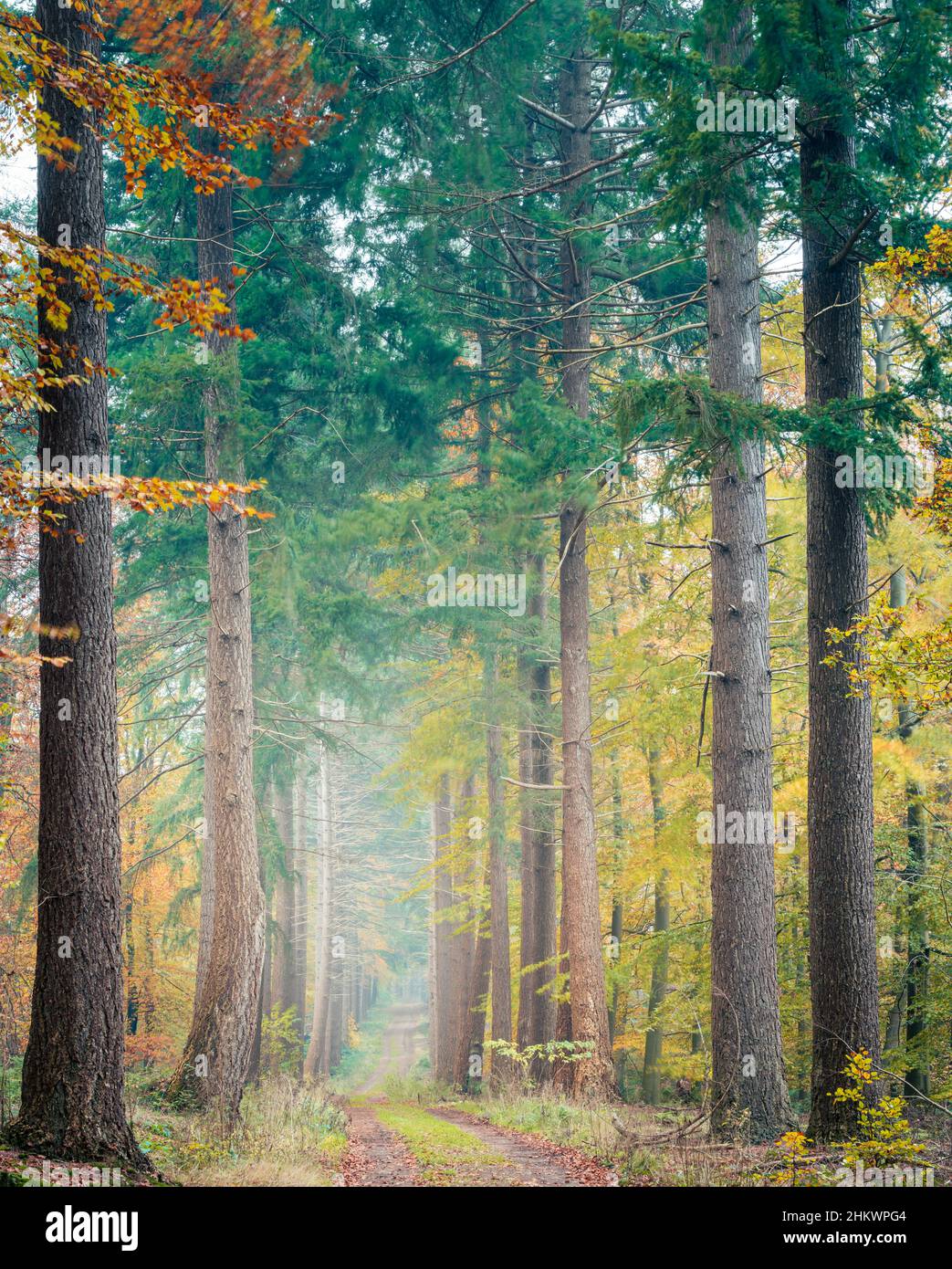 Beautiful view of a giant forest in fall colors Stock Photo - Alamy