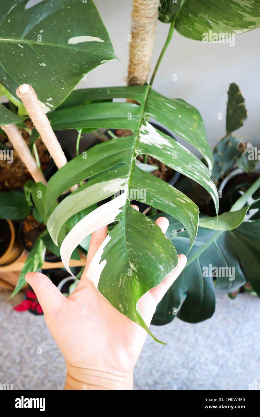 Epipremnum,Epipremnum Pinnatum Variegata or Epipremnum pinnatum ...