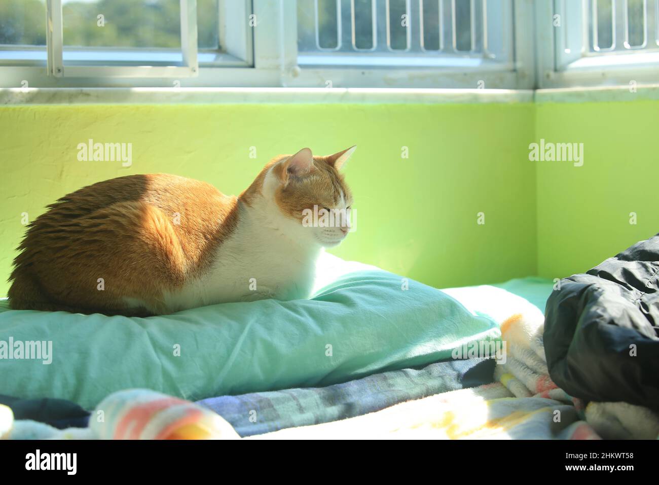 ginger cat watch the street view through the window with the clock ...