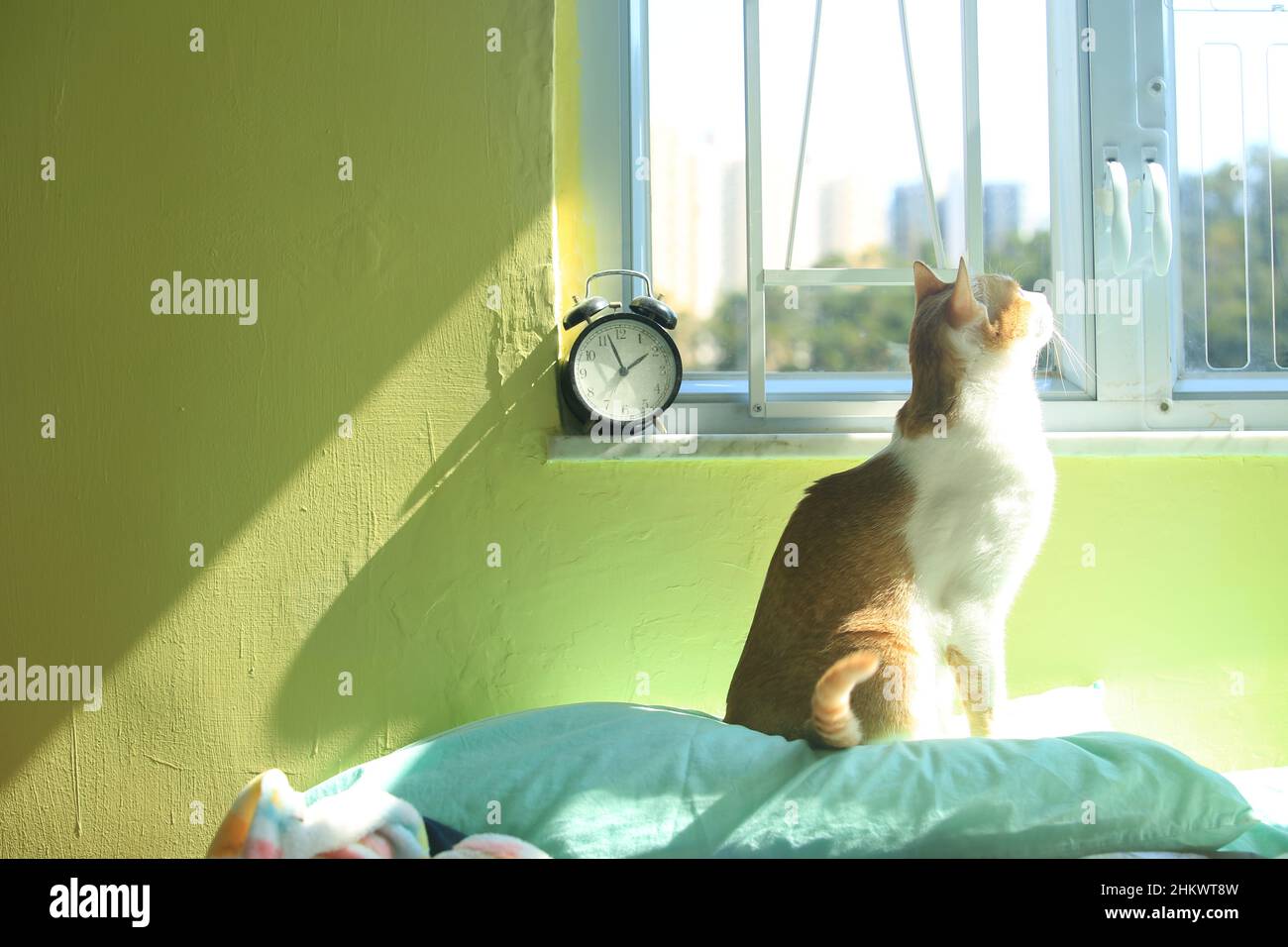 ginger cat watch the street view through the window with the clock ...