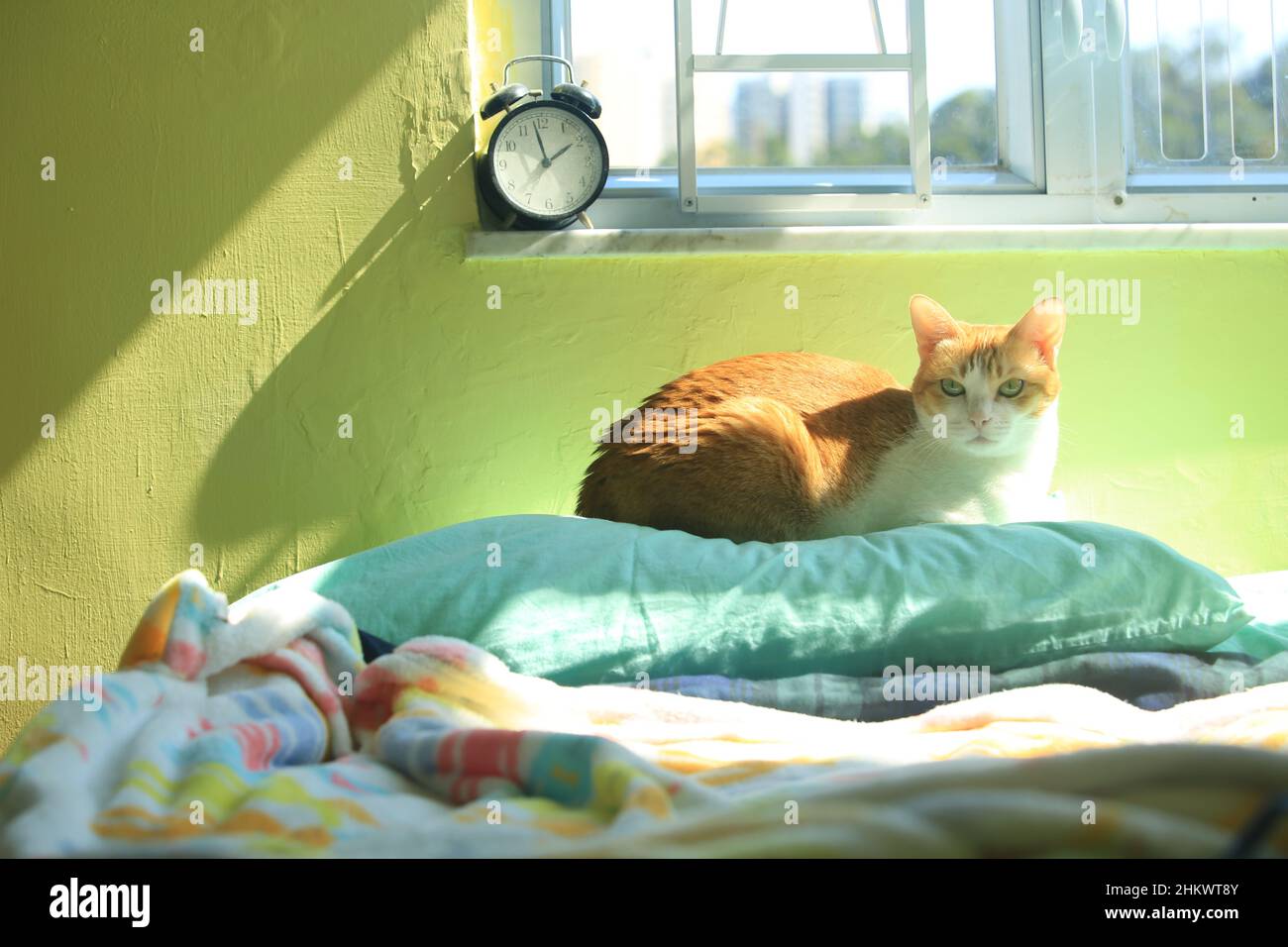 ginger cat watch the street view through the window with the clock ...