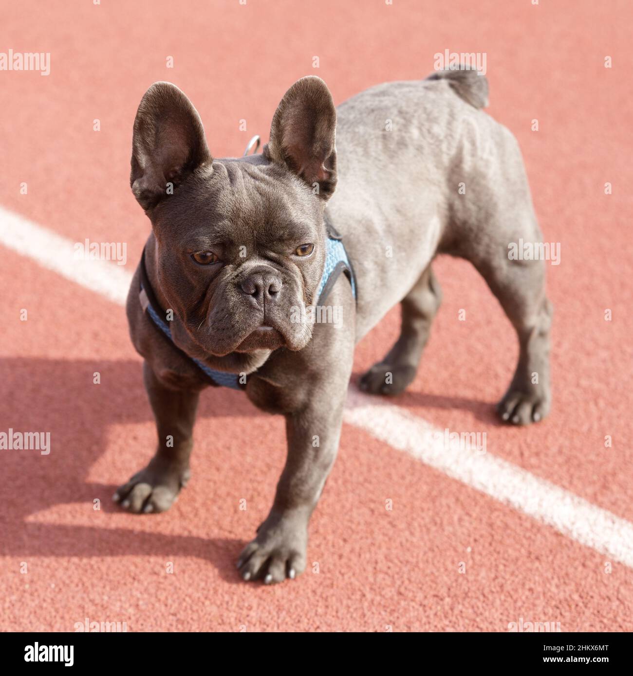 7-Month-Old Blue Isabella Male Frenchie Standing on Track Field and ...