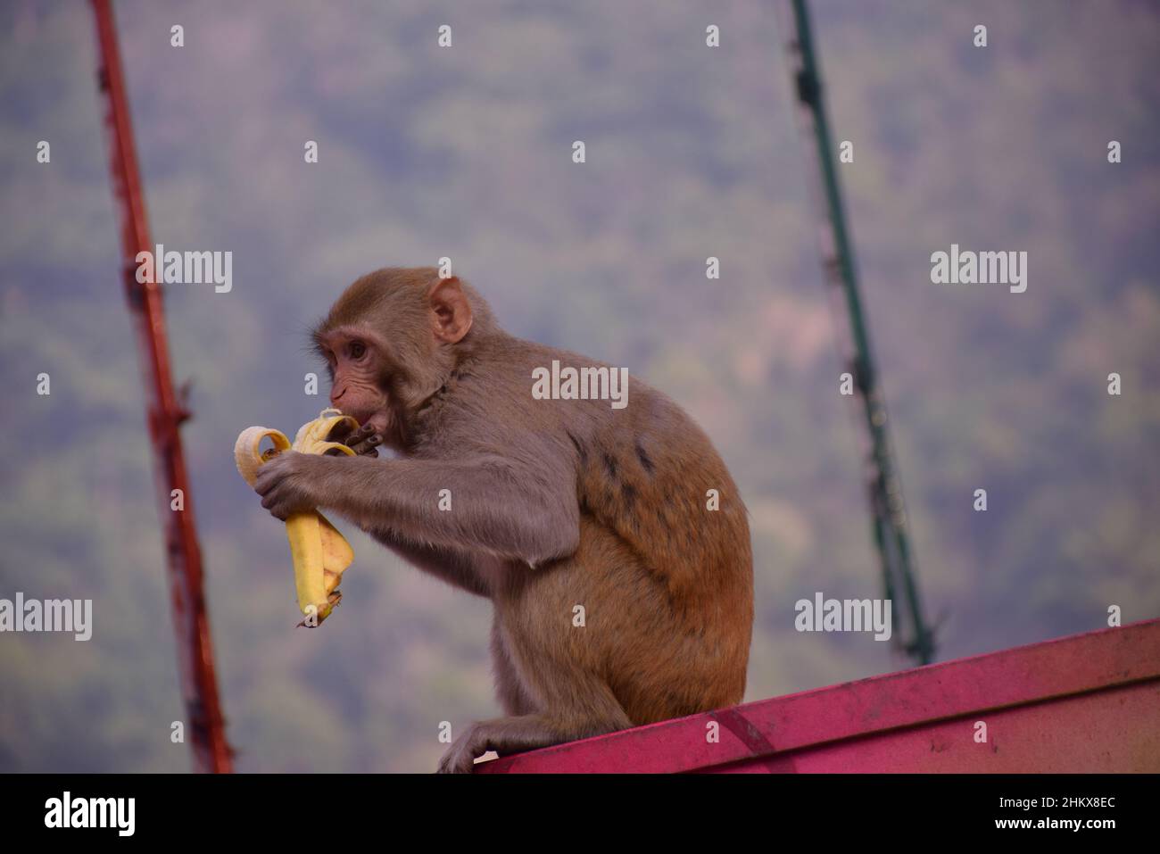 hungry monkey eating a banana Stock Photo - Alamy