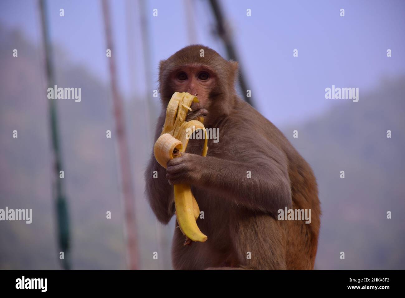 hungry monkey giving pose to photographer Stock Photo - Alamy