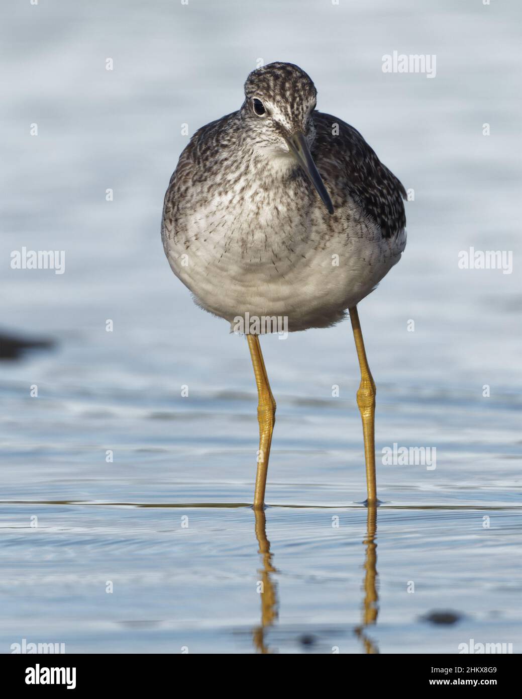 Yellow legs bird hi-res stock photography and images - Alamy