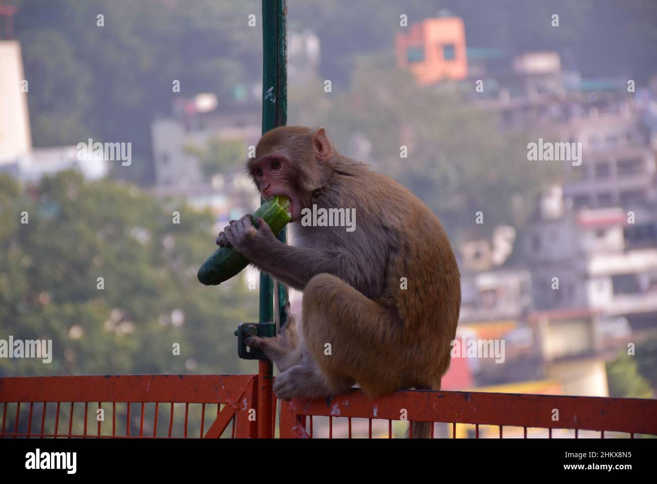 monkey eating cucumber to complete his hunger Stock Photo - Alamy
