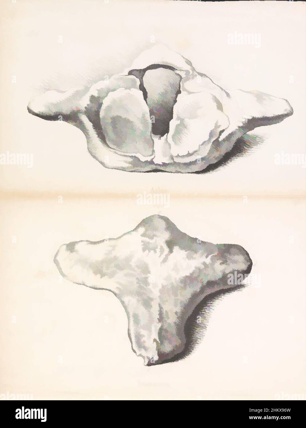 Art inspired by Atlas and sternum of the whale, 1827, Atlas, Sternum ...