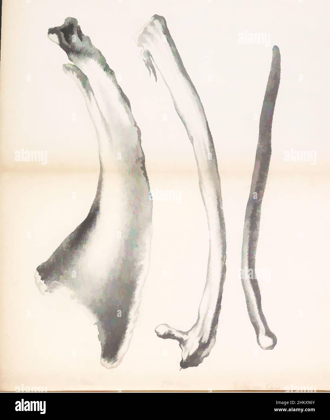 Art inspired by Three ribs of the whale, 18271re Côte, 2me Côte ...