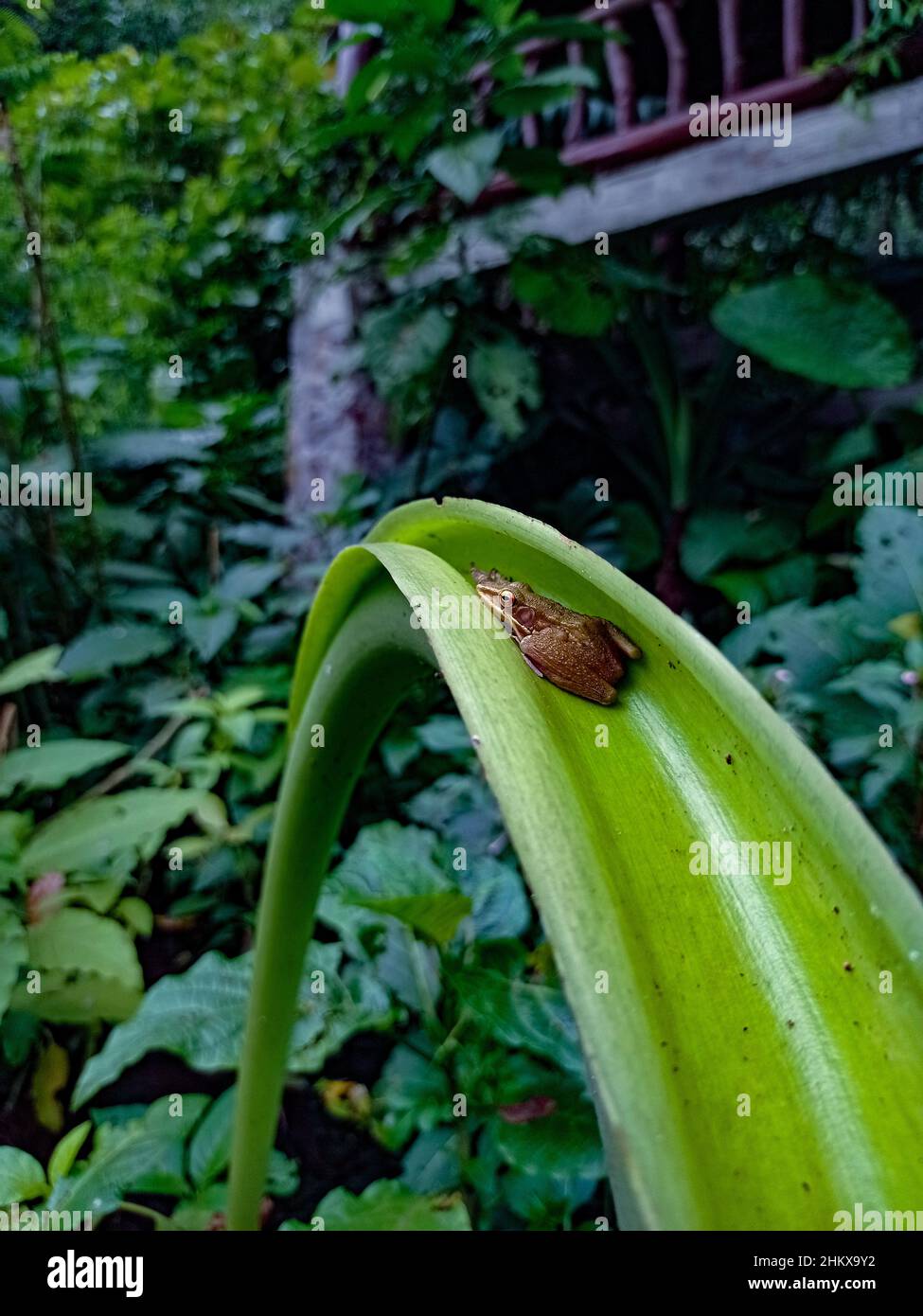 How to frog sleep. How do frog avoid predators Stock Photo - Alamy