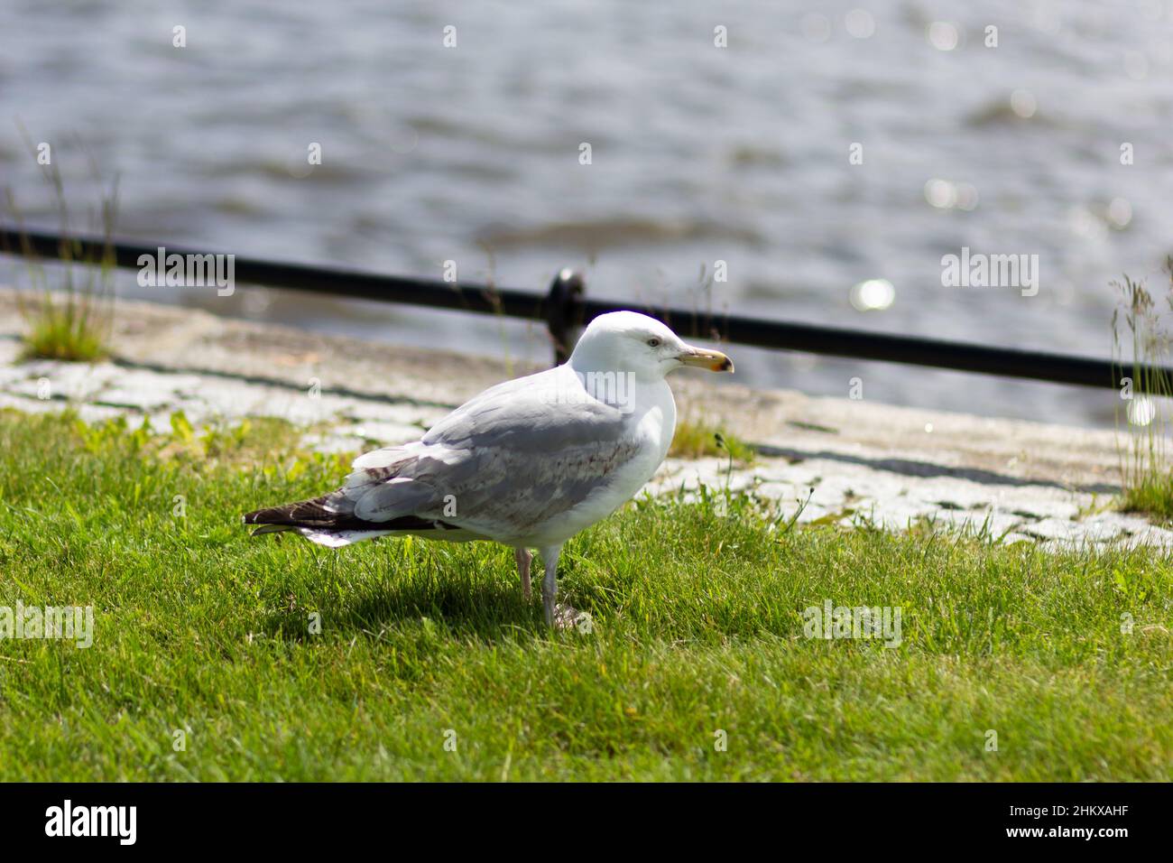 One seagull on the grass Stock Photo - Alamy