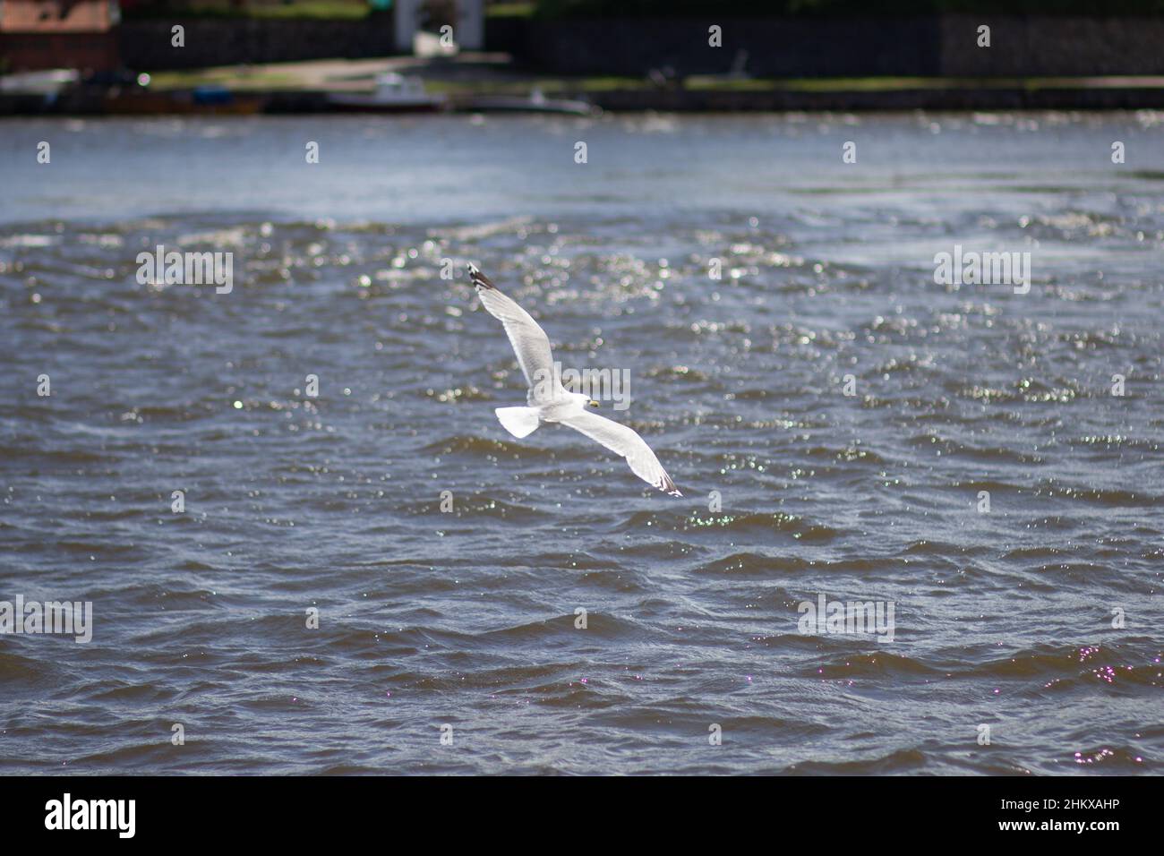 One seagull in flight under water Stock Photo - Alamy