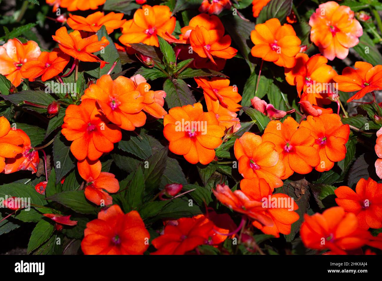 Lawn of flowers orange Primula Stock Photo - Alamy