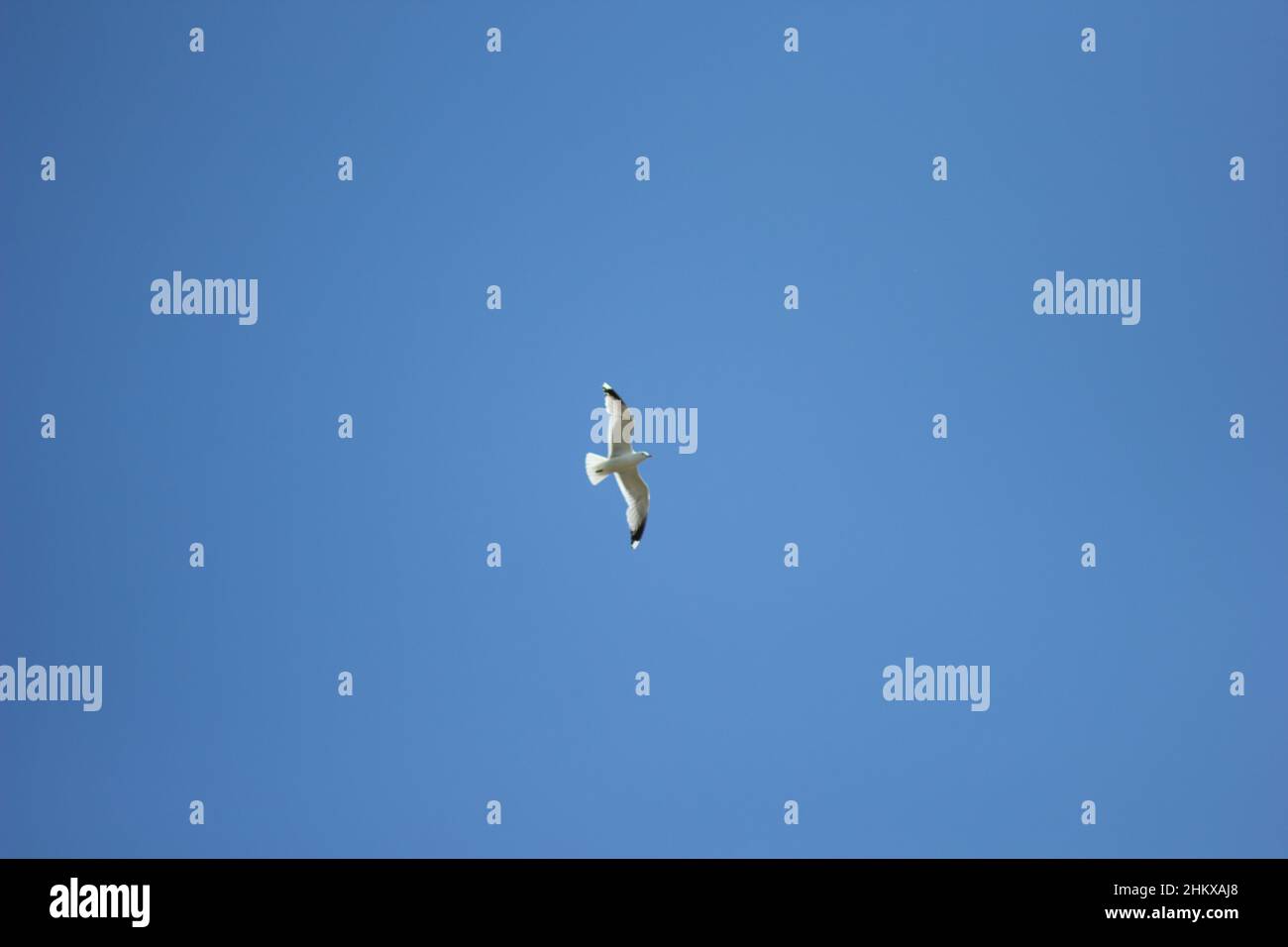 One seagull soaring highly in blue sky Stock Photo - Alamy