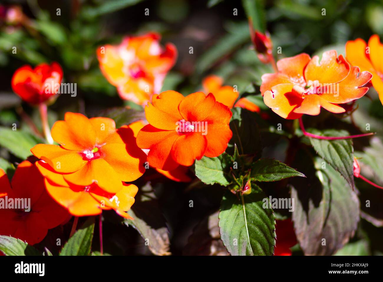 Lawn of flowers orange Primula Stock Photo - Alamy